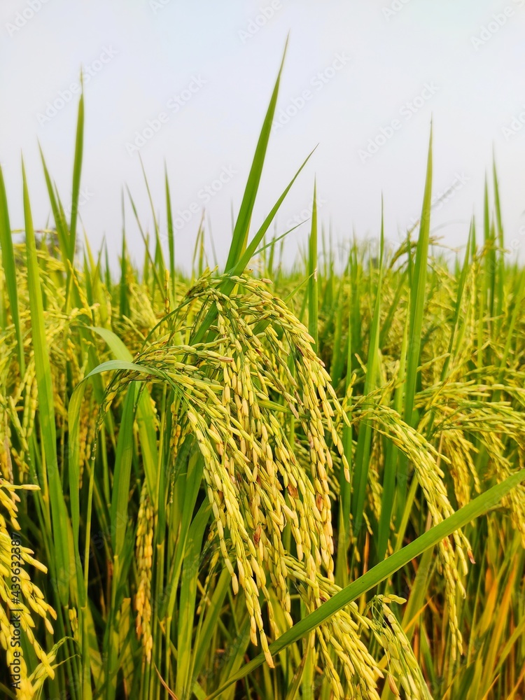 Rice field with golden ear of rice ready for harvest. Indica Rice ...