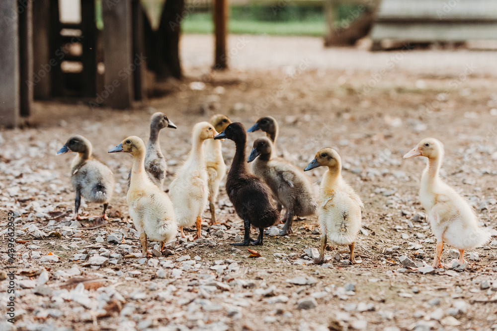 Baby Ducks Stock Photo | Adobe Stock