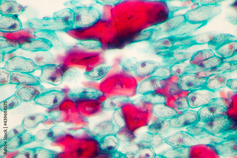 Officinal magnolia bark plant cells micrograph Stock Photo | Adobe Stock