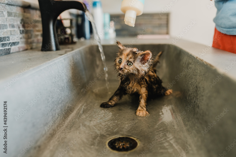 Kitten bath Stock Photo | Adobe Stock