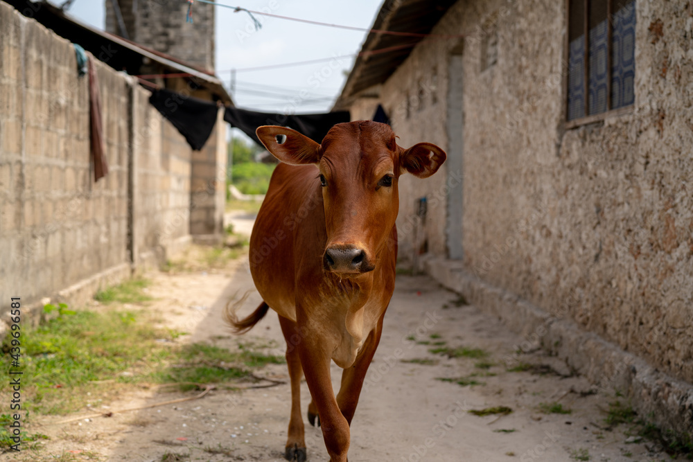 Cow walking between houses Stock Photo | Adobe Stock