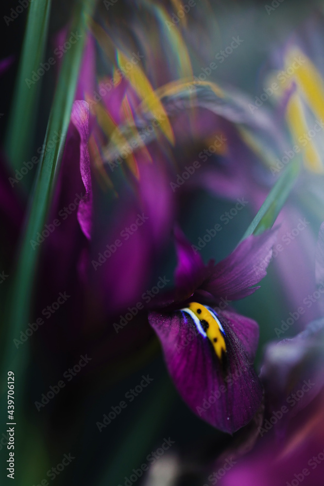 Iris and prism distortions Stock Photo | Adobe Stock