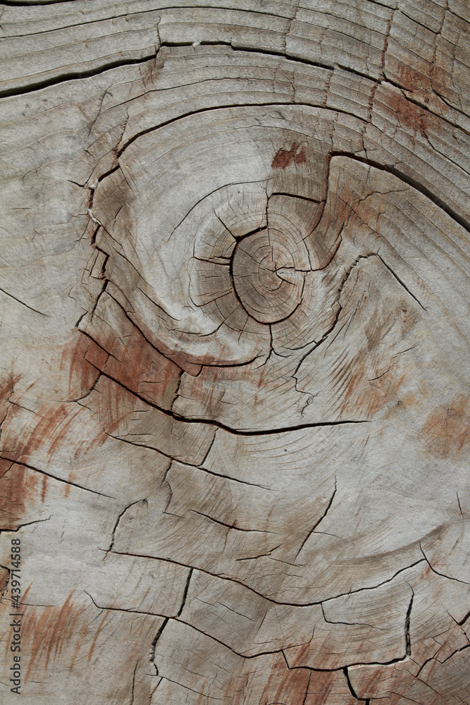 wood veins Stock Photo | Adobe Stock