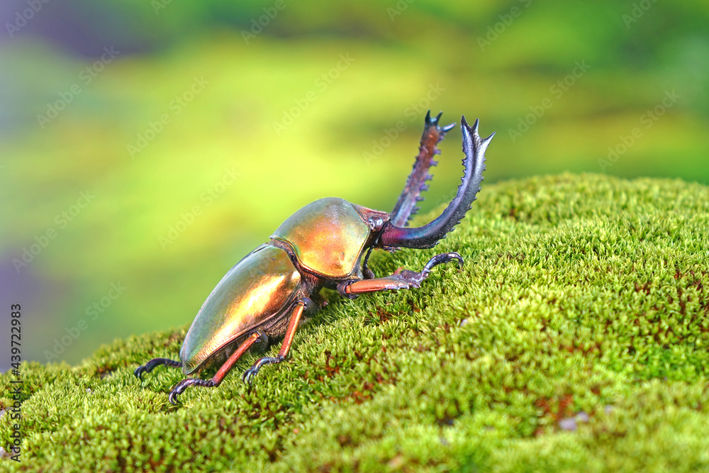 Sawtooth beetle (Lamprima adolphinae) is a species of stag beetle in ...