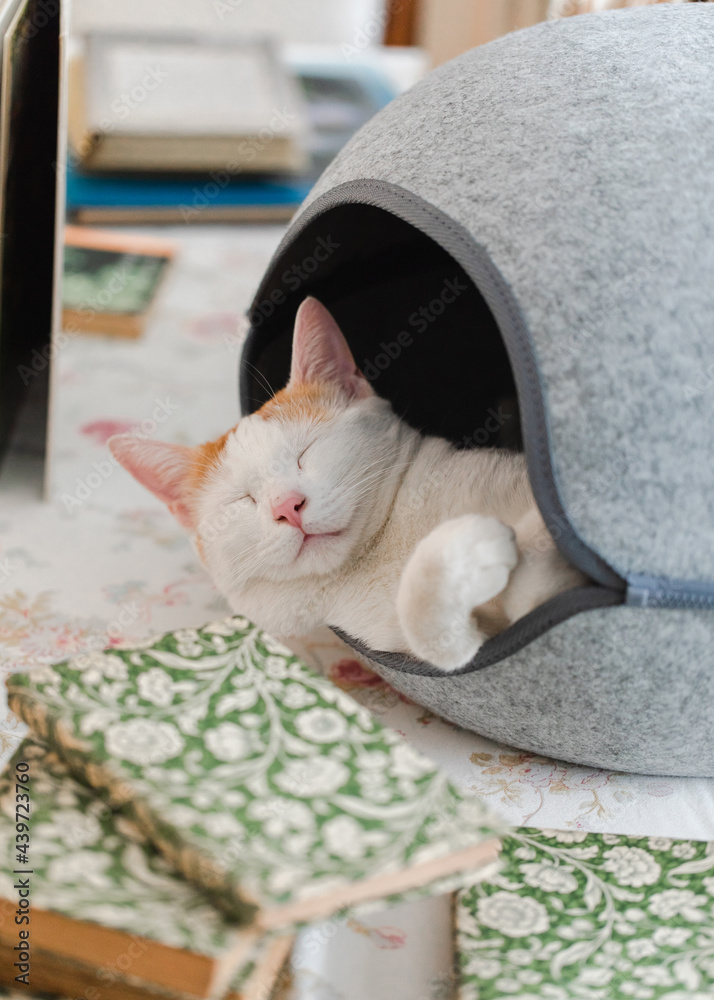Sleeping cat coming out of round bed Stock Photo | Adobe Stock