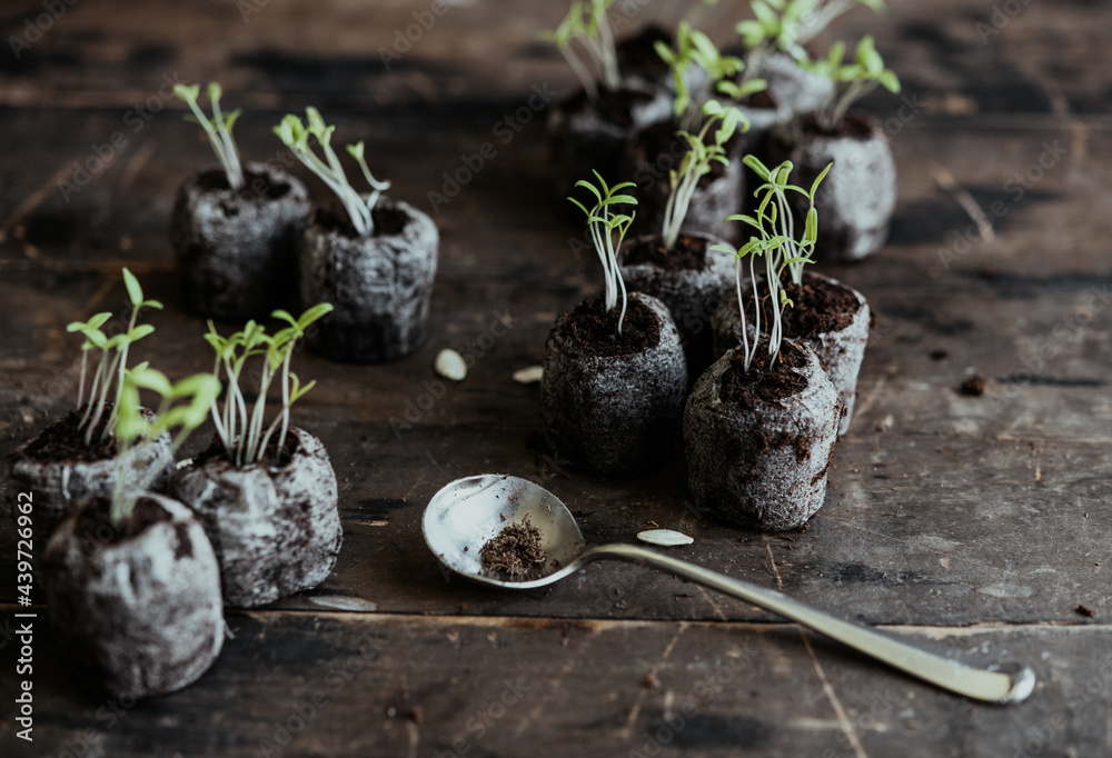 Seedlings Stock Photo | Adobe Stock