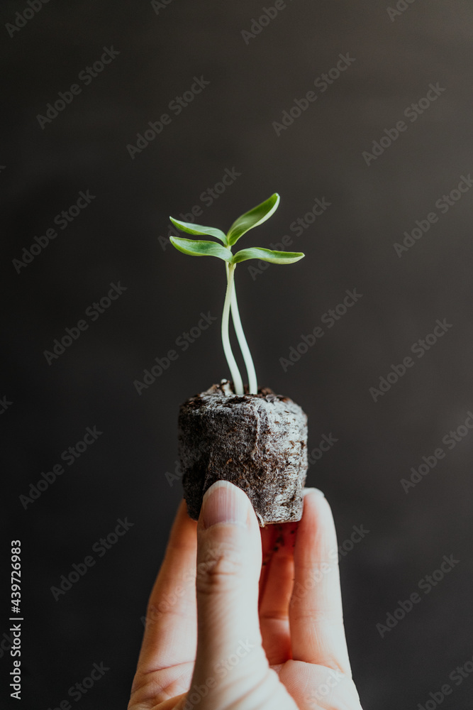 Seedlings Stock Photo | Adobe Stock