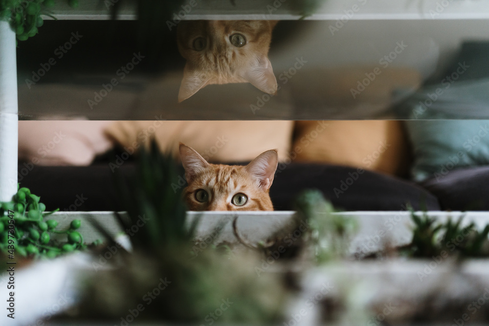 Cat hiding behind a table Stock Photo | Adobe Stock