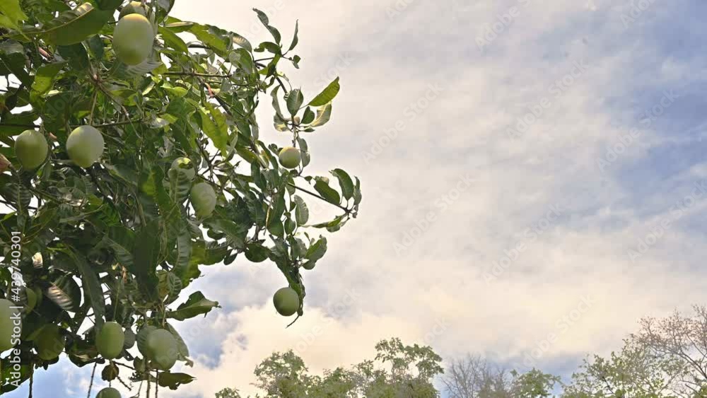 Video „Gardener using fruit picker to collect mango on a tree. Mangoes ...