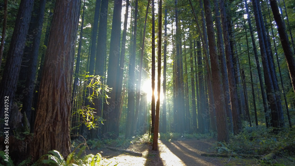 Coastal Redwood trees, Sequoia sempervirens, thrive in the moist ...