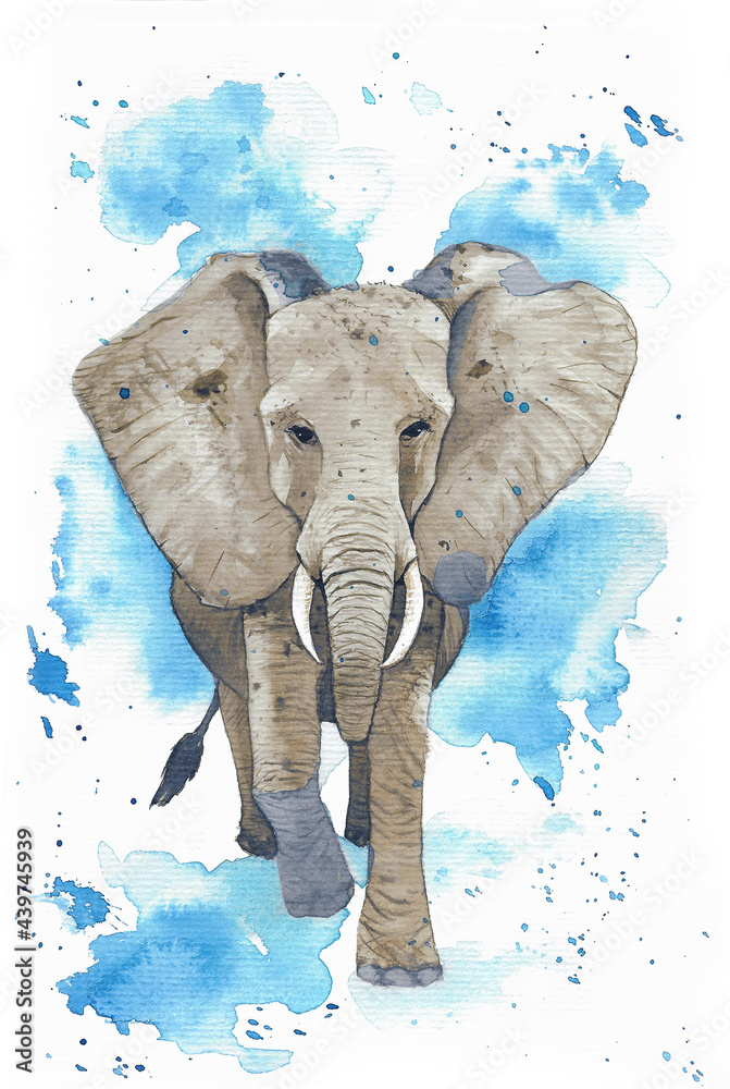 Animal illustration: elephant, blue watercolor background Stock ...