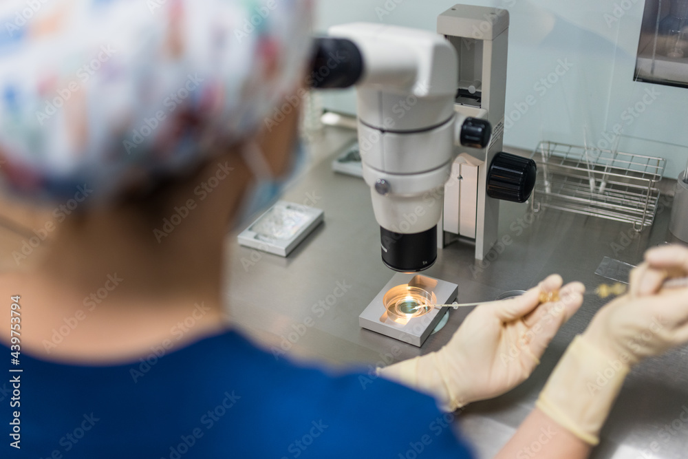 Back view embryologist with microscope conducting fertilization in lab ...