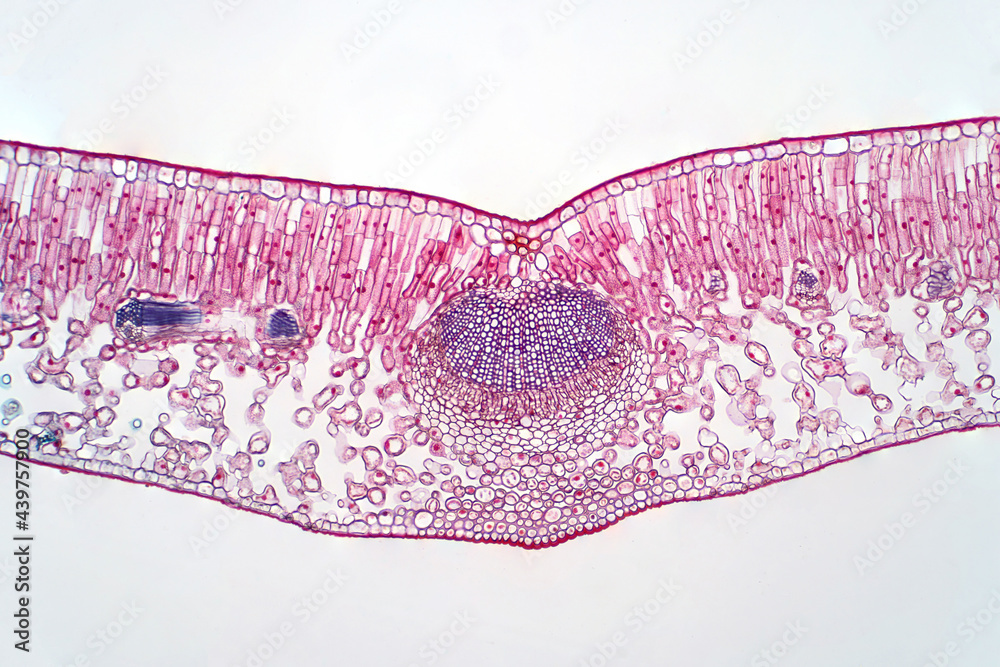 Cross section leaf of plant under the light microscope view. Stock ...