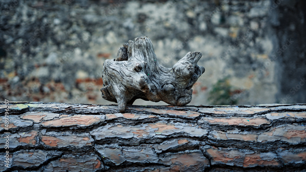 Strange piece of knotty wood on a log. Minimal still life. Natural art ...