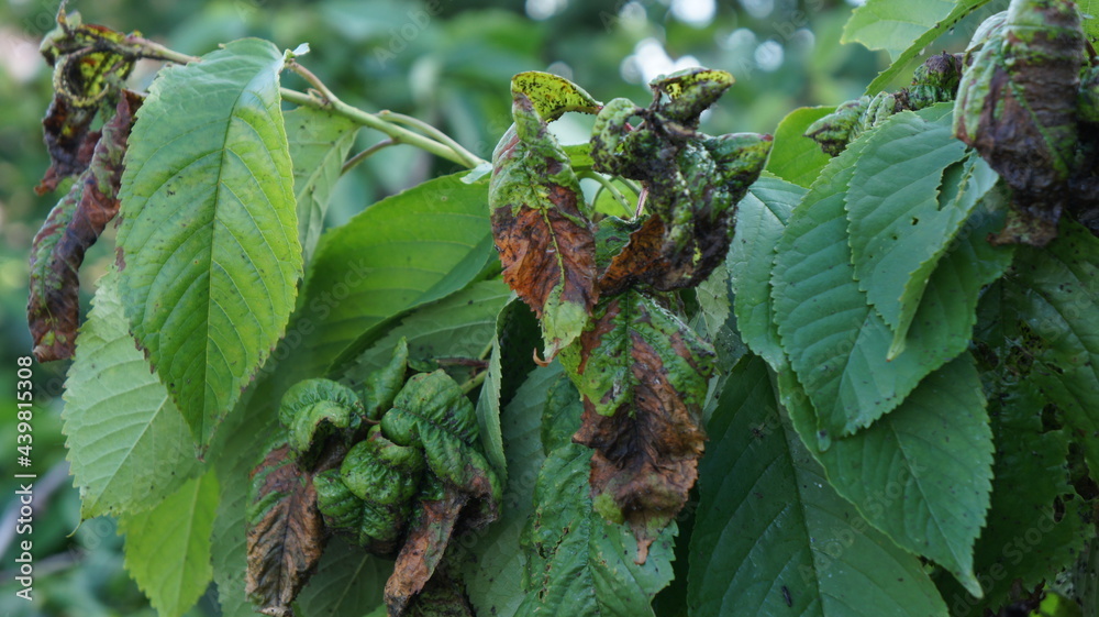 cherry tree affected by pests aphids and ants. Photo Stock Photo ...