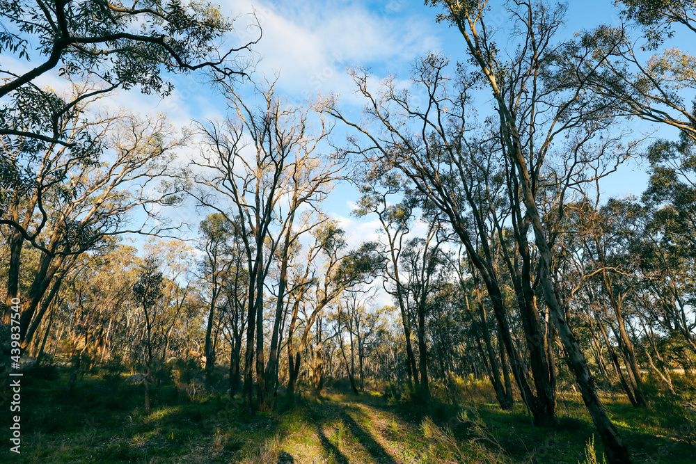 Late afternoon in the Australian bush enveloped in golden light Stock ...
