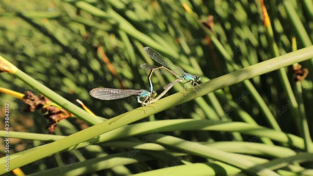 Blue tailed damselflies mating on a bamboo leaf. This insect is also ...
