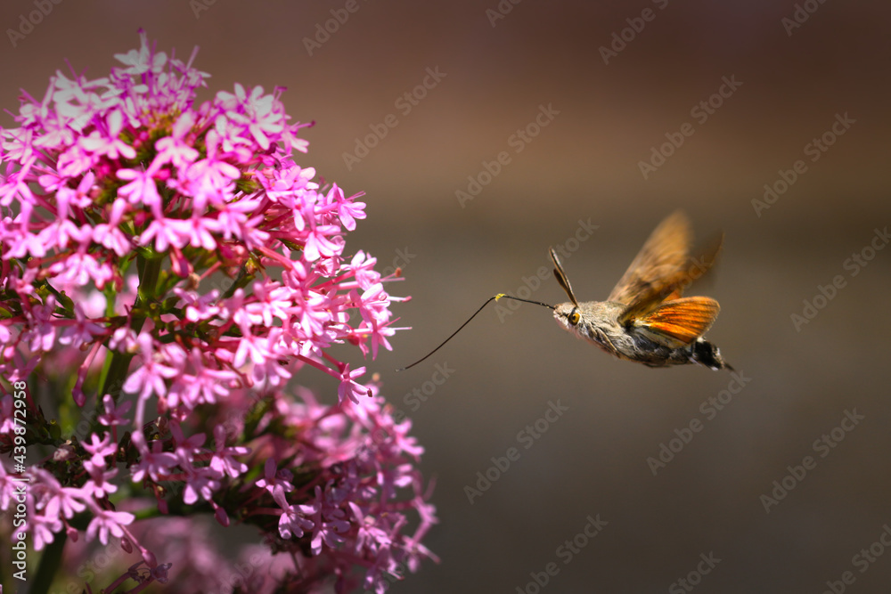 Moro-sphinx, papillon colibri en plein vol qui butine une fleur rose 素材 ...