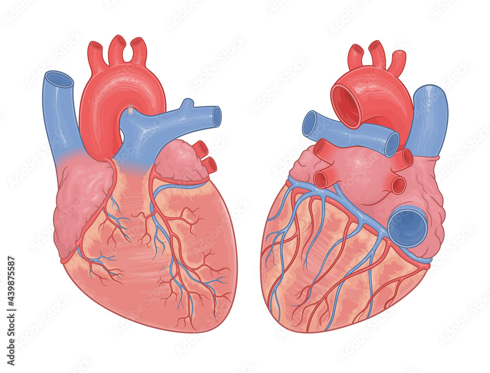 Medical illustration of human heart back and front view. Stock Vector ...