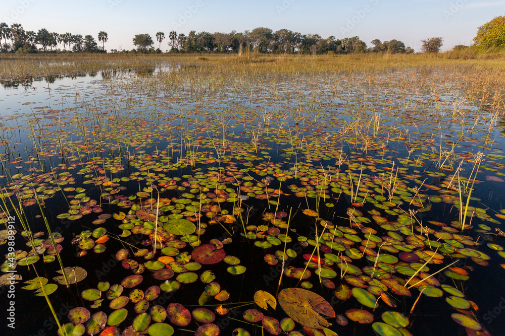 Foto de The Okavango Delta - Botswana - Africa. All the water reaching ...