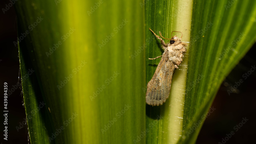 Incubating moths causes caterpillars in corn and rice fields. Stock ...