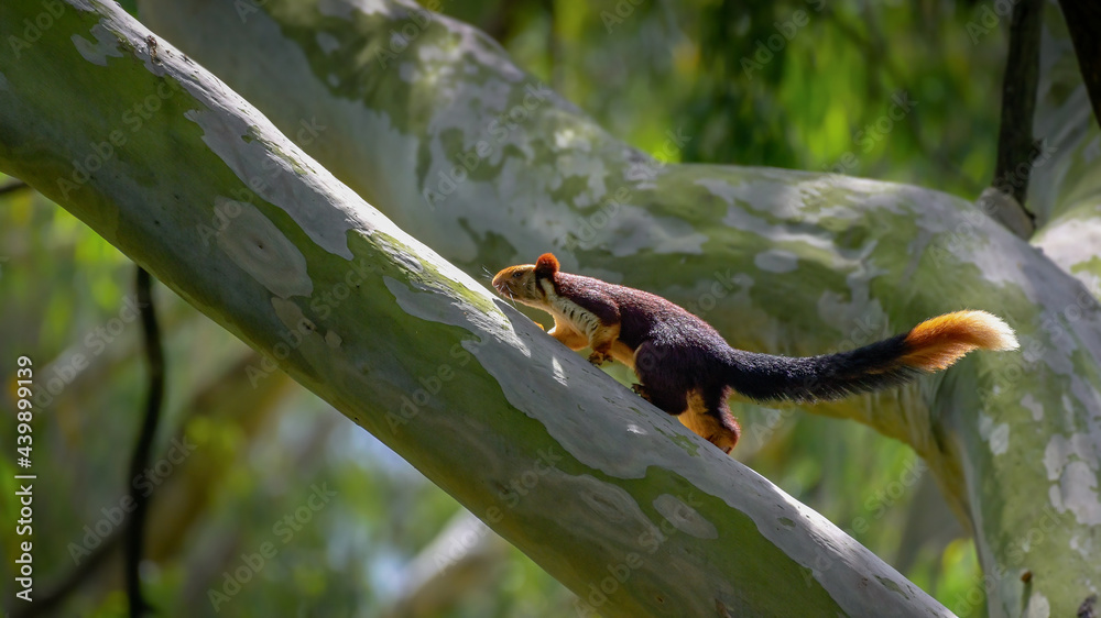 The Indian giant squirrel or Malabar giant squirrel Ratufa indica is a ...