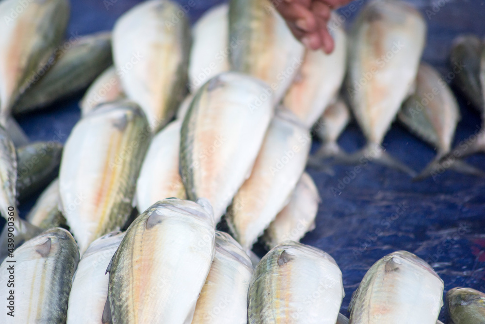 Various types of seafood are sold in the traditional fish market Stock ...