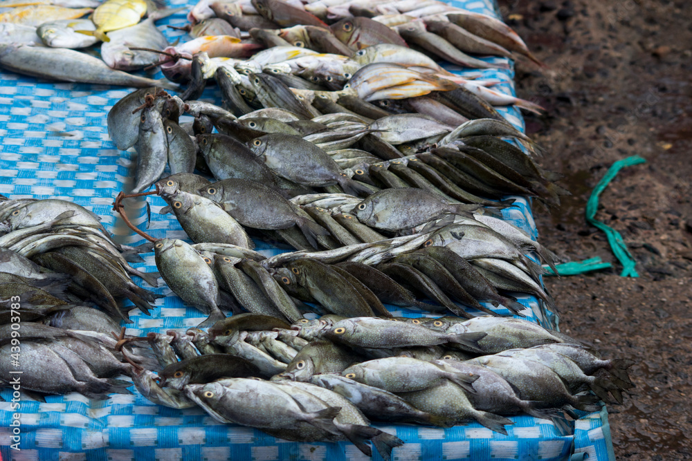 Various types of seafood are sold in the traditional fish market Stock ...