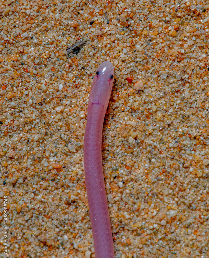 threaded snake smallest snake in the world Stock Photo | Adobe Stock