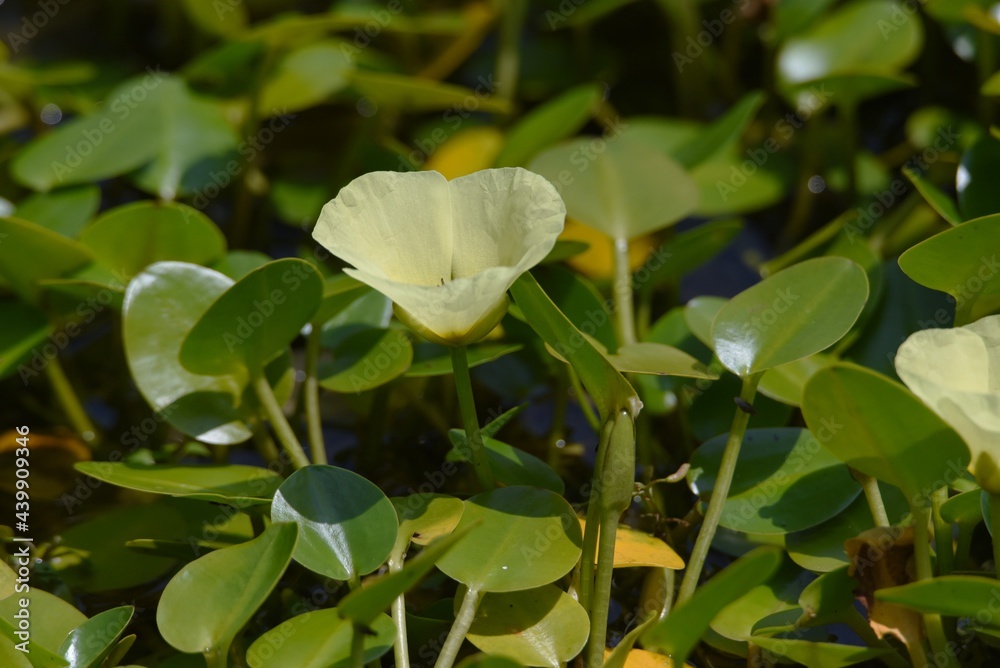 Water poppy flowers in full bloom in the pond of the botanical garden ...