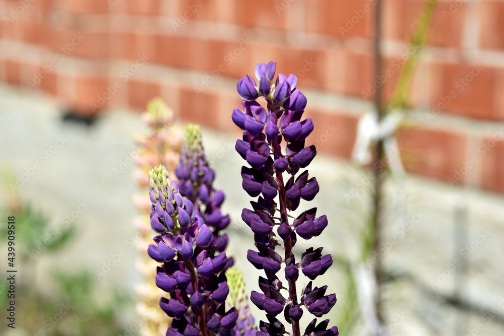 Lupin, or wolf bob lat. Lupinus is a genus of plants in the Legume ...