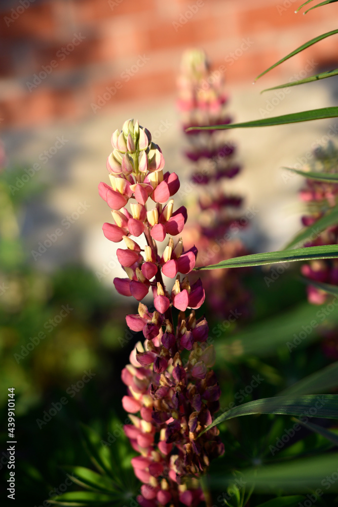 Lupin, or wolf bob lat. Lupinus is a genus of plants in the Legume ...