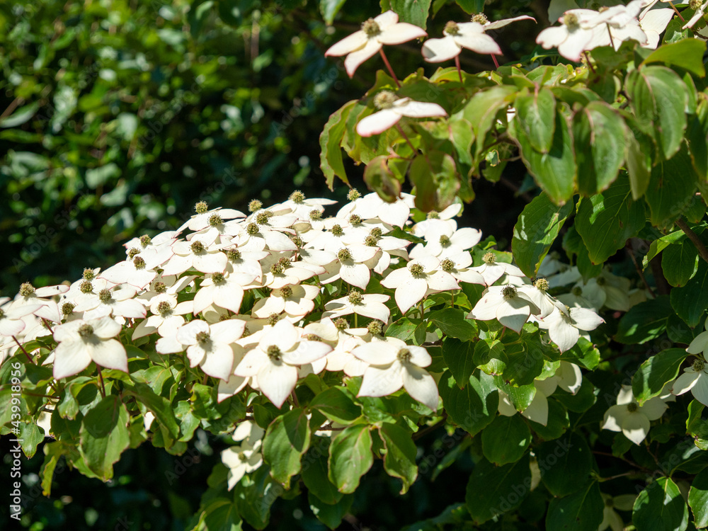 Cornus kousa ornamental and beautiful flowering shrub, bright white ...