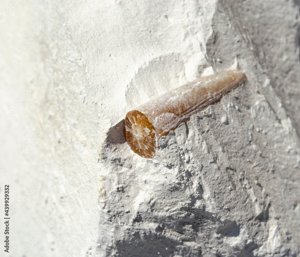 belemnite fossil in chalk rock quarry. Belemnitida.. Ancient finds ...