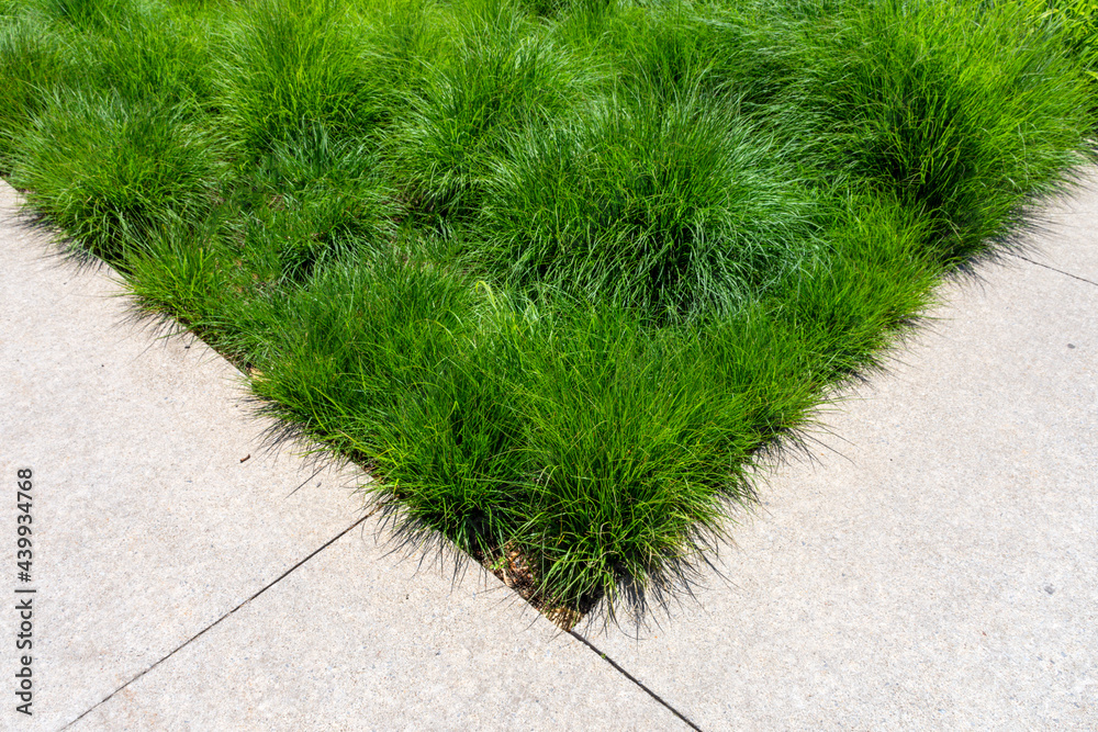 Tufted ornamental grasses are a low maintenance alternative to a ...