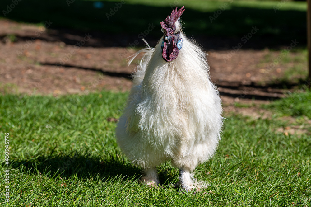 Silkie chicken, also known as silky or Chinese silk chicken Stock Photo ...