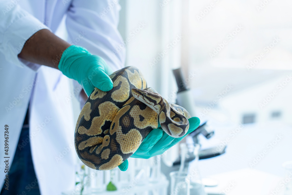 Scientists are working to study snakes in the lab, study of biology on ...