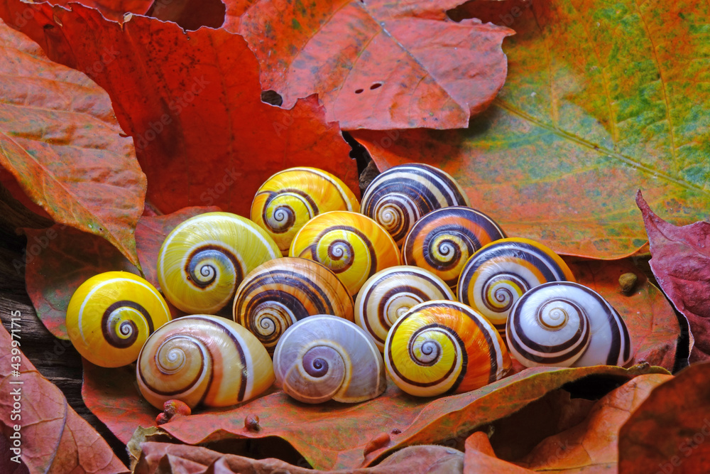 Cuban snails (Polymita picta) world's most beautiful snails from Cuba ...