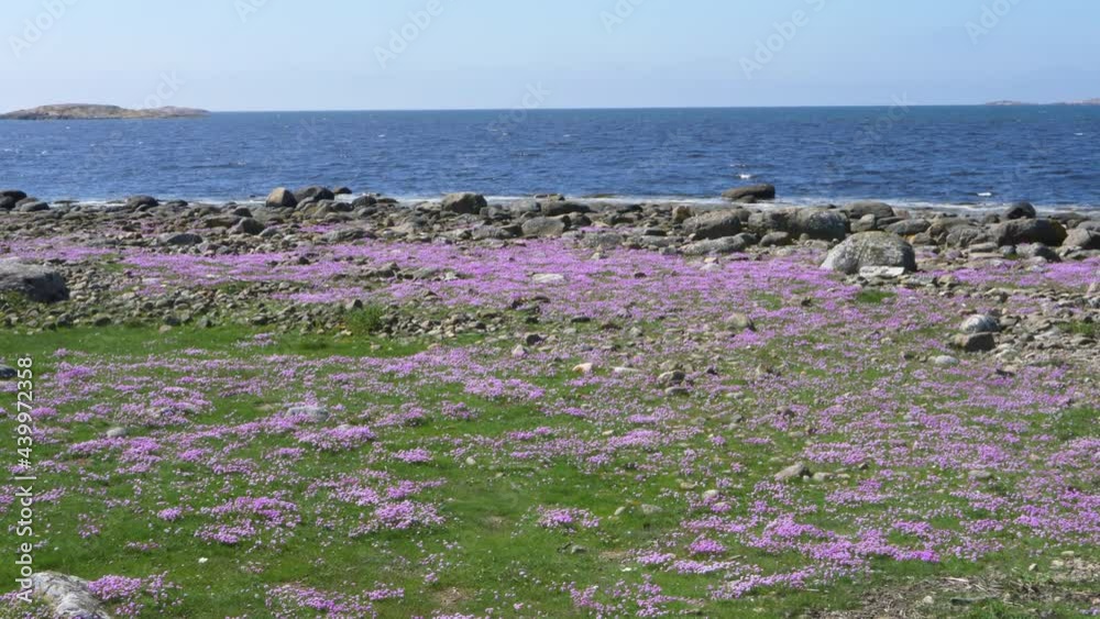 Coastal field full of thrift (Armeria maritima), also known as sea ...