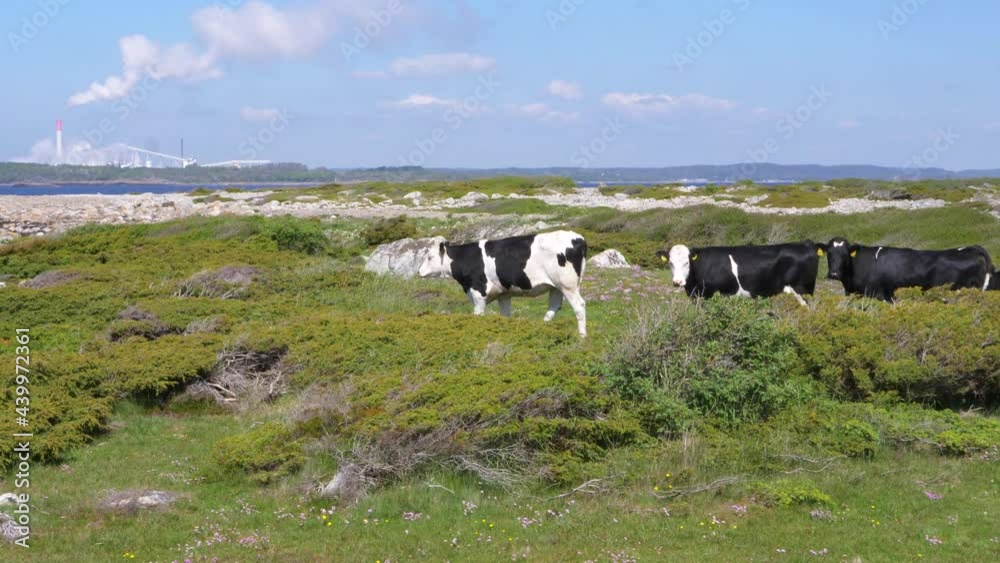 Coastal cows in Halland in industrial background. Cows walking along a ...
