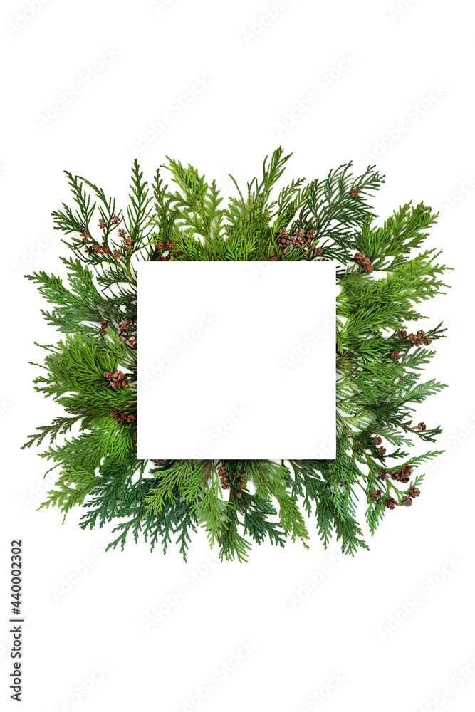 Cedar cypress leaf abstract background border on white. Natural eco ...