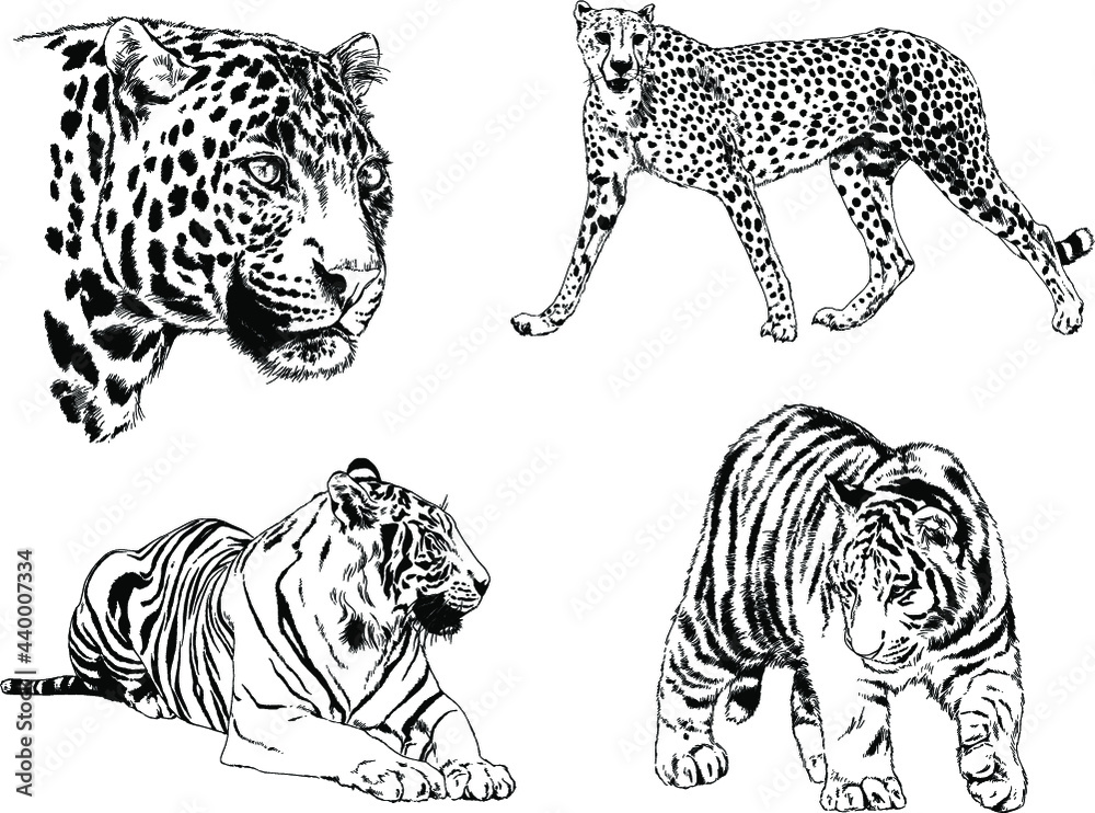 vector drawings sketches different predator , tigers lions cheetahs and ...