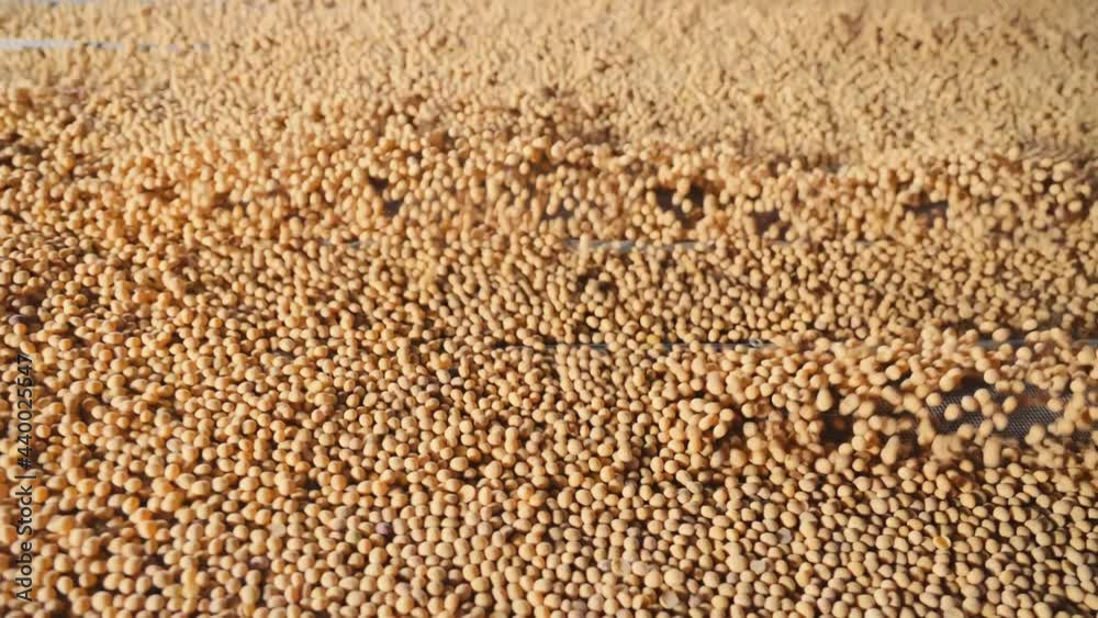 Vibration storage and cleaning of soybeans. Soybean storage on an ...