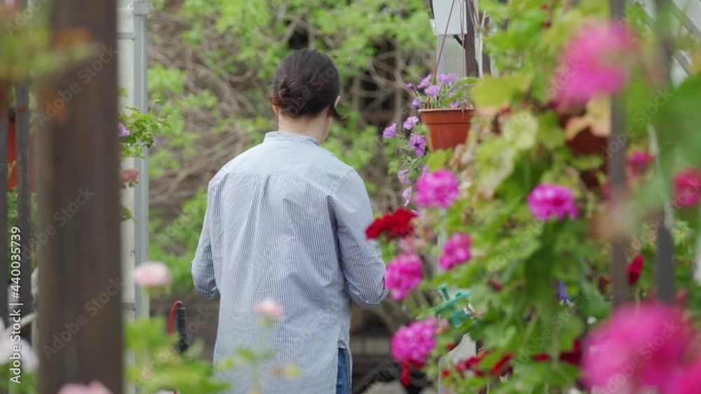 Gardener working in plant and flower greenhouse care for pelargonium ...