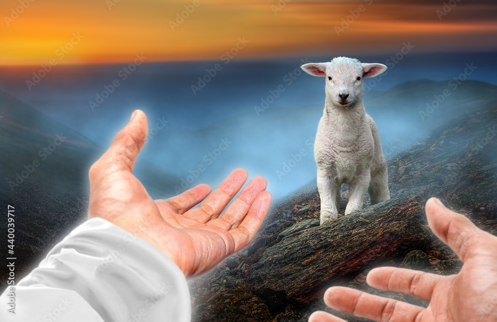 Hands of God reaching out to a lost sheep. Religious theme concept ...