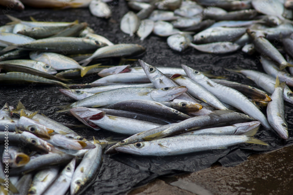 Various types of seafood are sold in the traditional fish market Stock ...