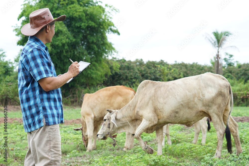 Livestock and technology concept ; Asian male farmer is taking care his ...