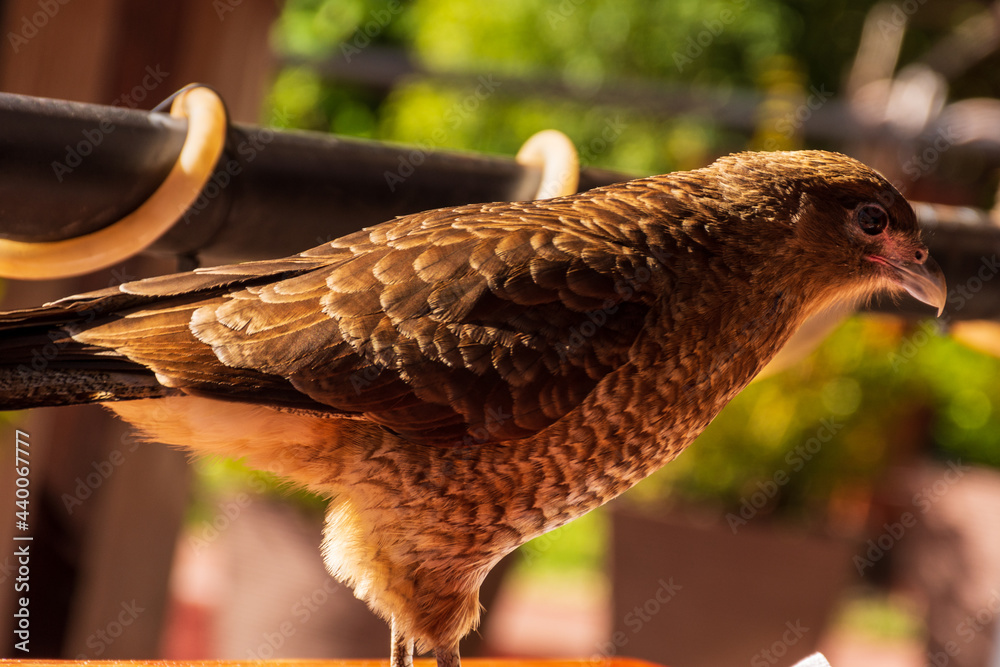 Selective focus of a beautiful brown Chimango caracara bird Stock Photo ...