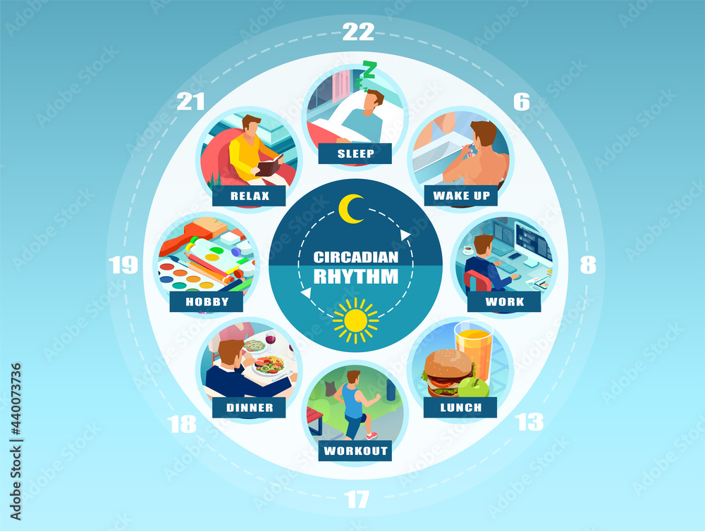 Vector infographic of a circadian rhythm and daily routine of a young ...