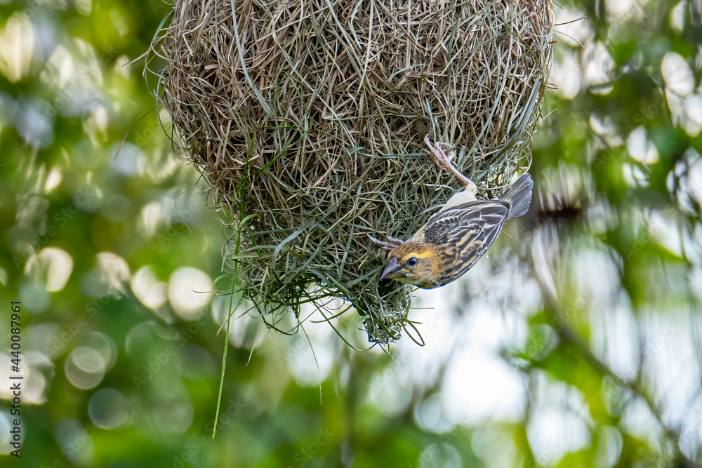 Nature wildlife image of Baya weaver inside bird nest Stock Photo ...